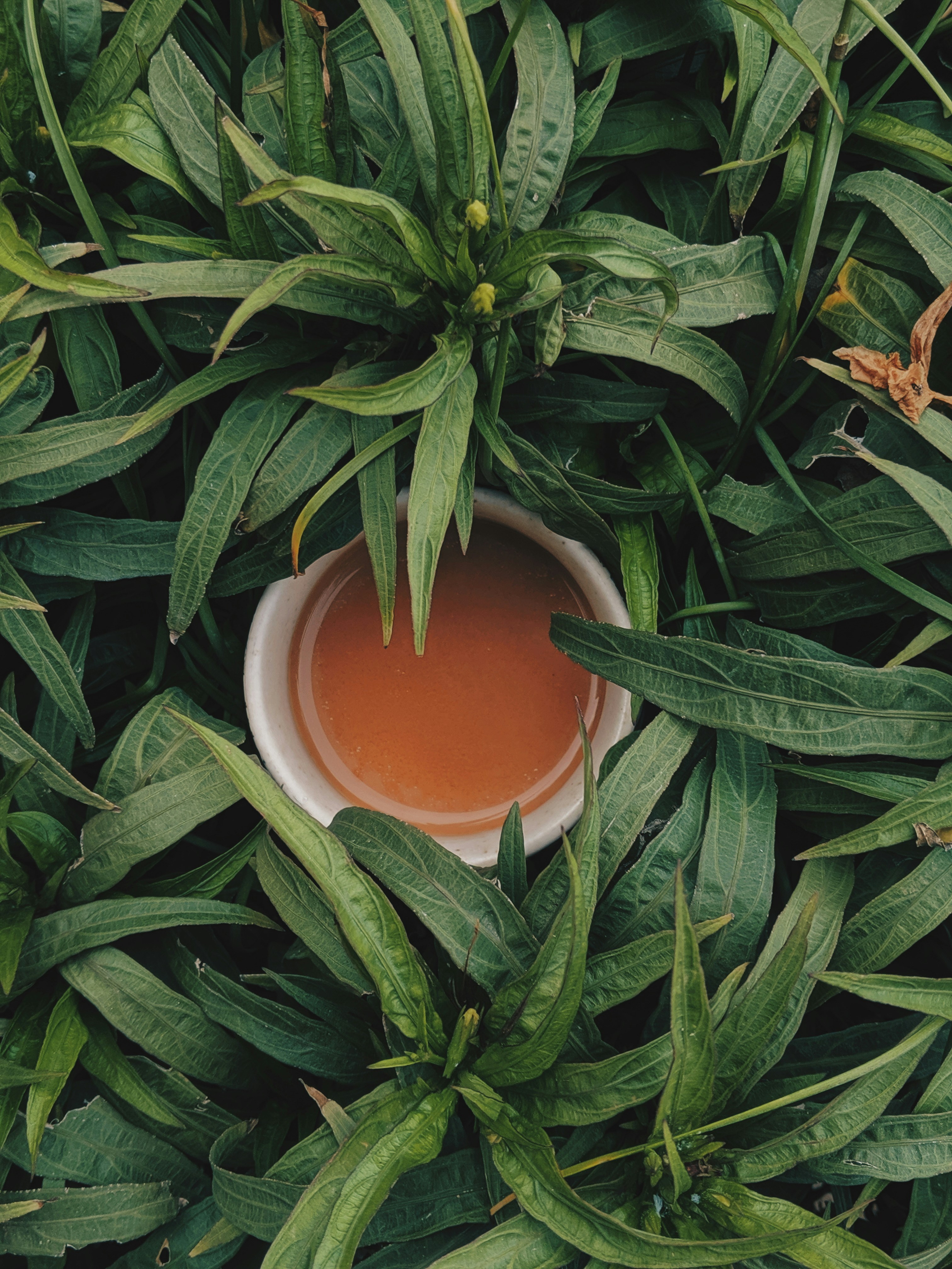 Kamrup Tea: Exquisite Premium Teas from Around the World